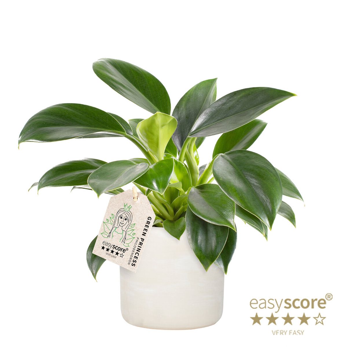 Philodendron 'Green Princess' — Plant Wholesale FlorAccess