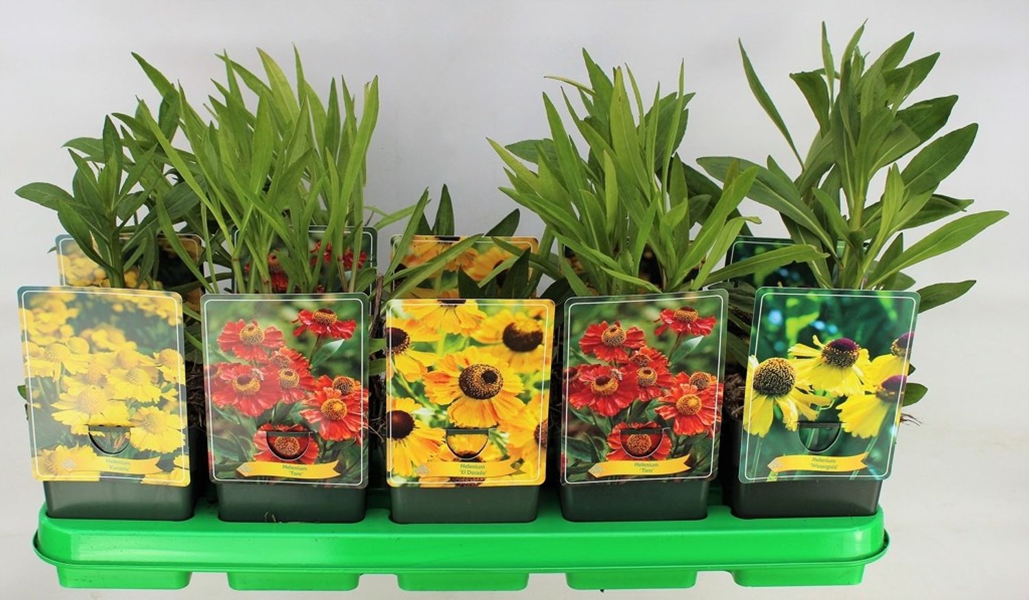 Helenium MIX — Pflanzengroßhandel FlorAccess