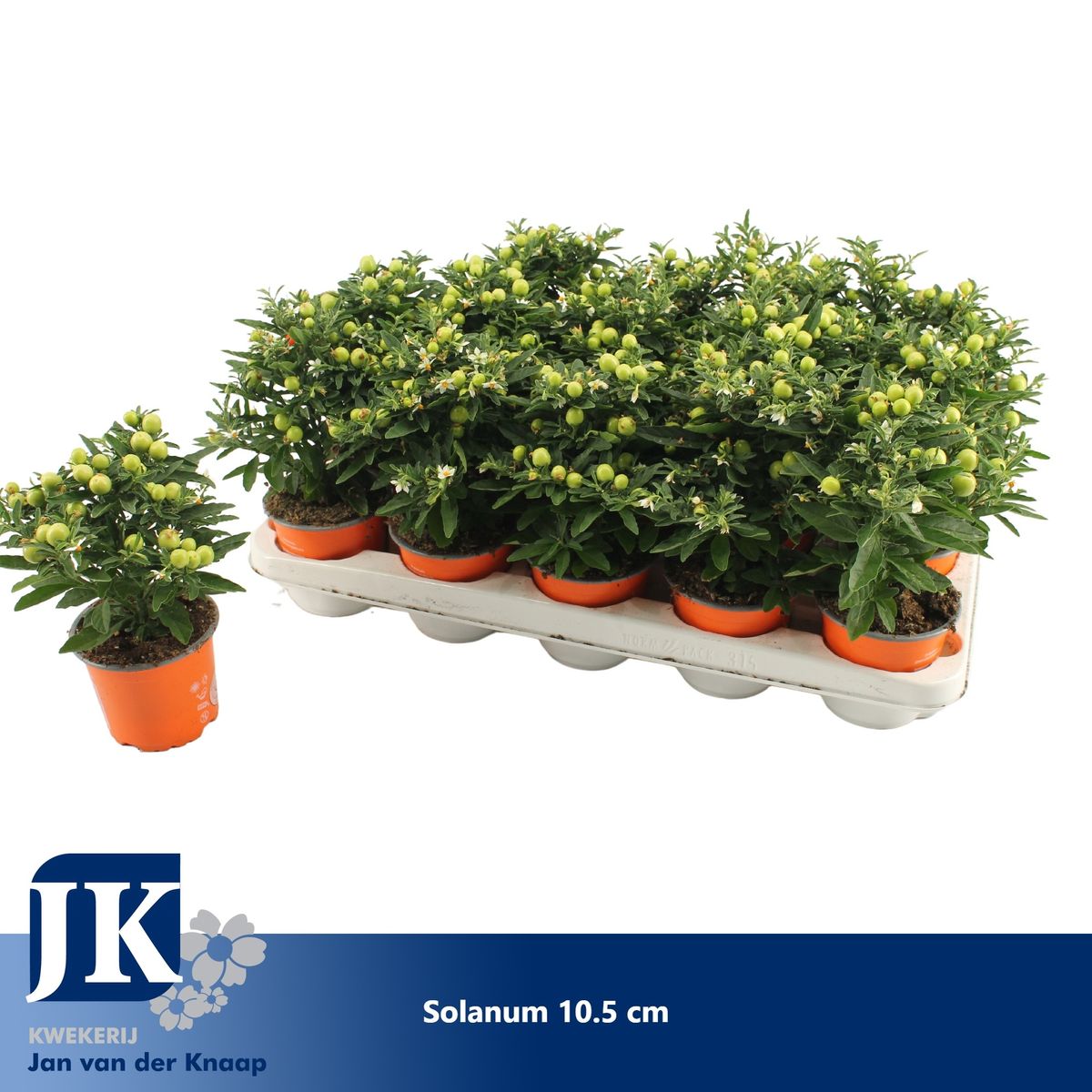 Solanum pseudocapsicum 'Jupiter' — Plant Wholesale FlorAccess