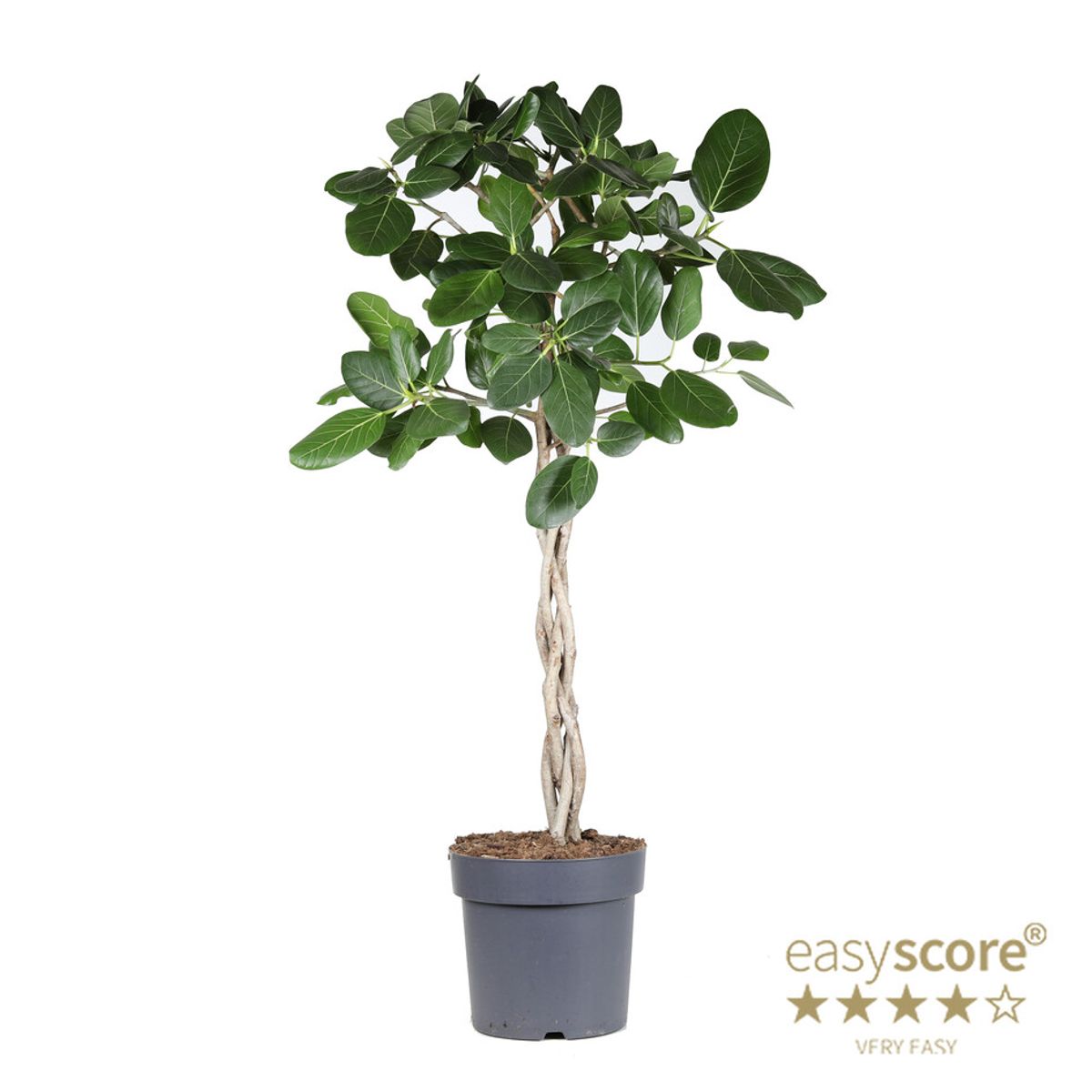 Ficus benghalensis 'Audrey' — Plant Wholesale FlorAccess