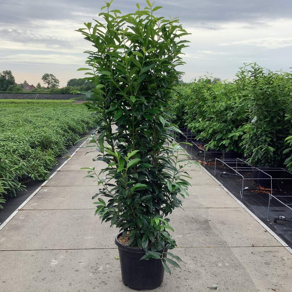Prunus laurocerasus GENOLIA — Plant Wholesale FlorAccess