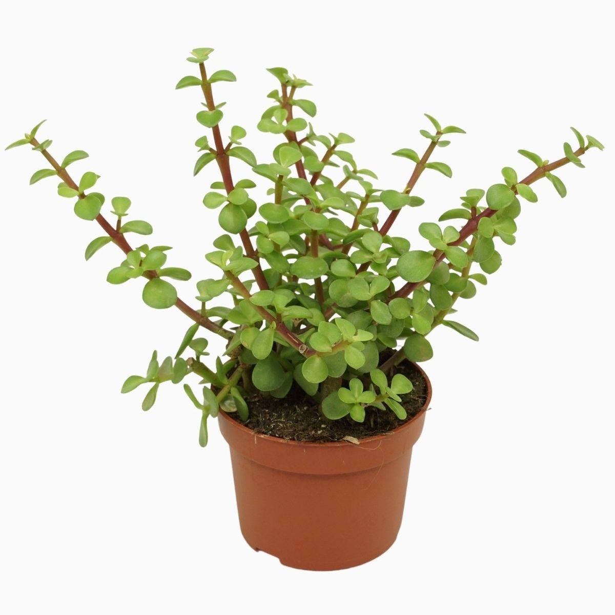 Portulacaria afra — Plant Wholesale FlorAccess