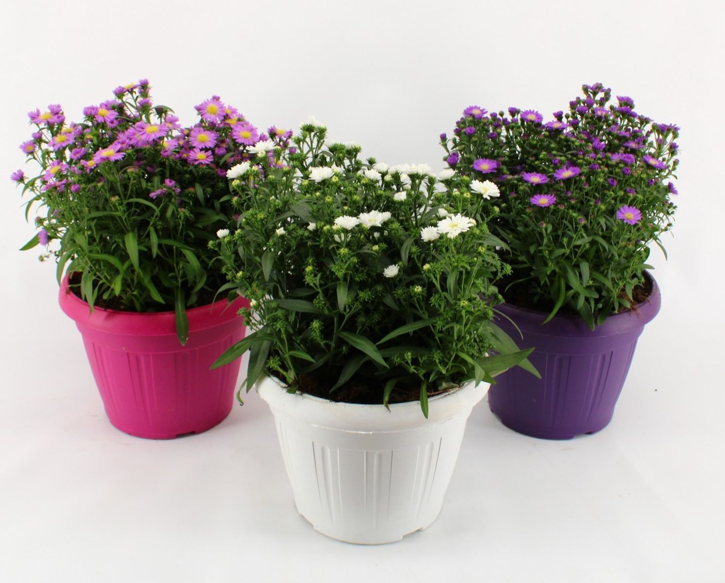 Aster MAGIC MIX — Plant Wholesale FlorAccess