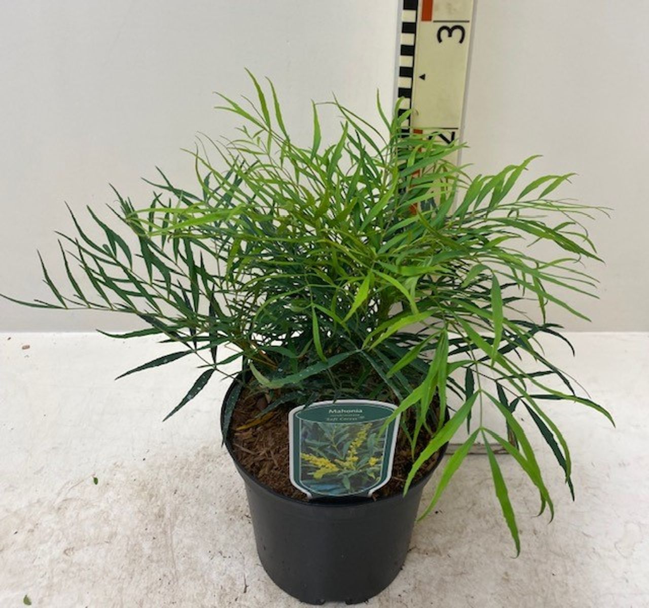 Mahonia eurybracteata 'Soft Caress' — Plant Wholesale FlorAccess