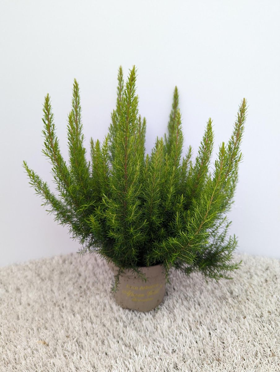 Erica arborea 'Kermit' — Plant Wholesale FlorAccess