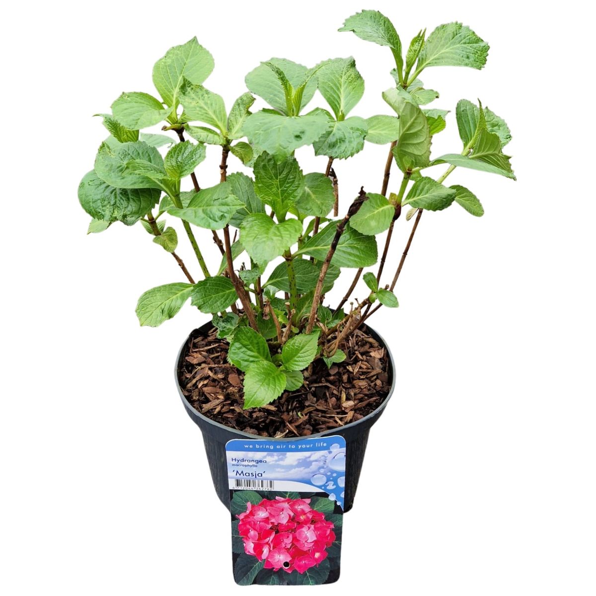 Hydrangea macrophylla GLOWING ALPS — Plant Wholesale FlorAccess