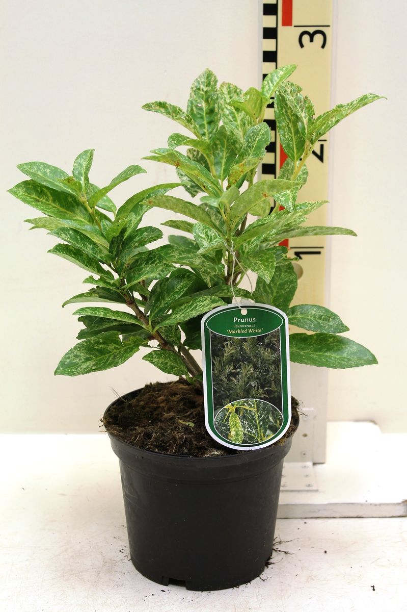 Prunus laurocerasus 'Marbled White' — Plant Wholesale FlorAccess