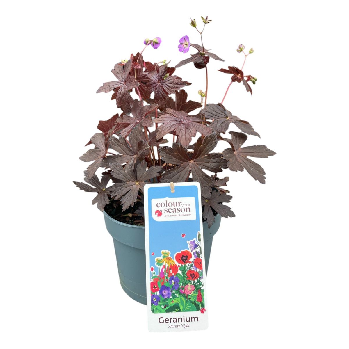 Geranium maculatum STORMY NIGHT — Pflanzengroßhandel FlorAccess