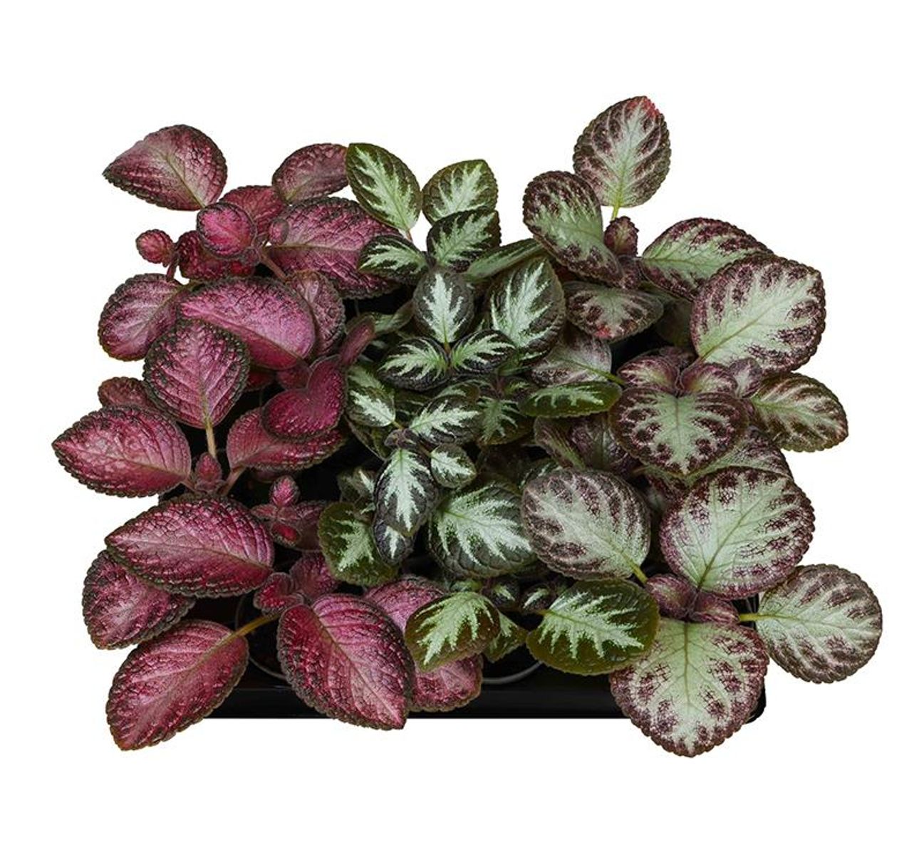 Episcia MIX — Plant Wholesale FlorAccess