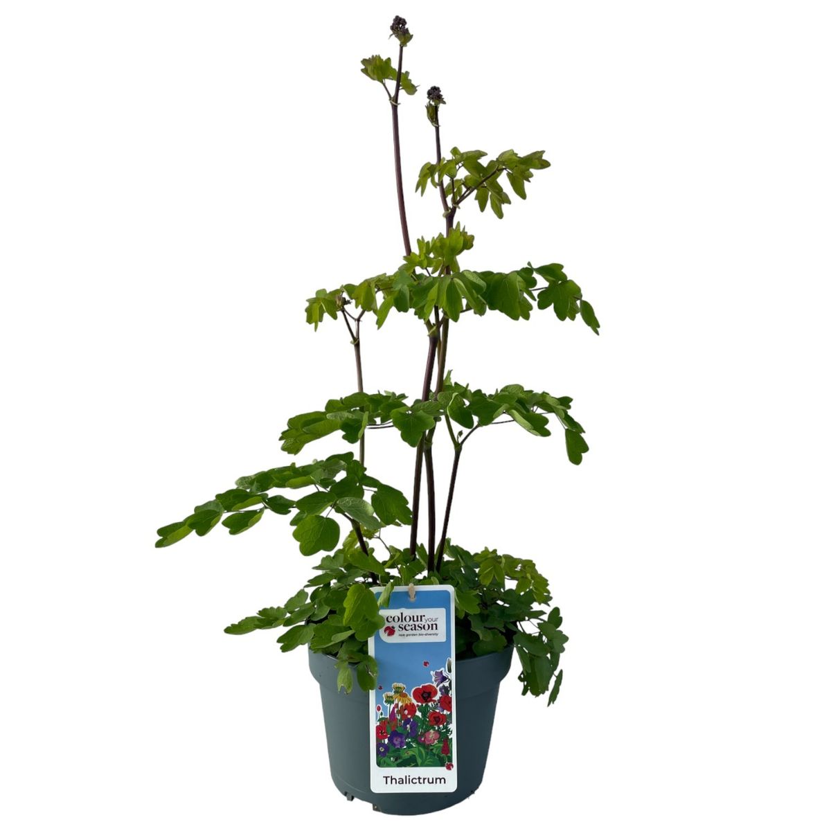 Thalictrum 'Black Stockings' — Plant Wholesale FlorAccess