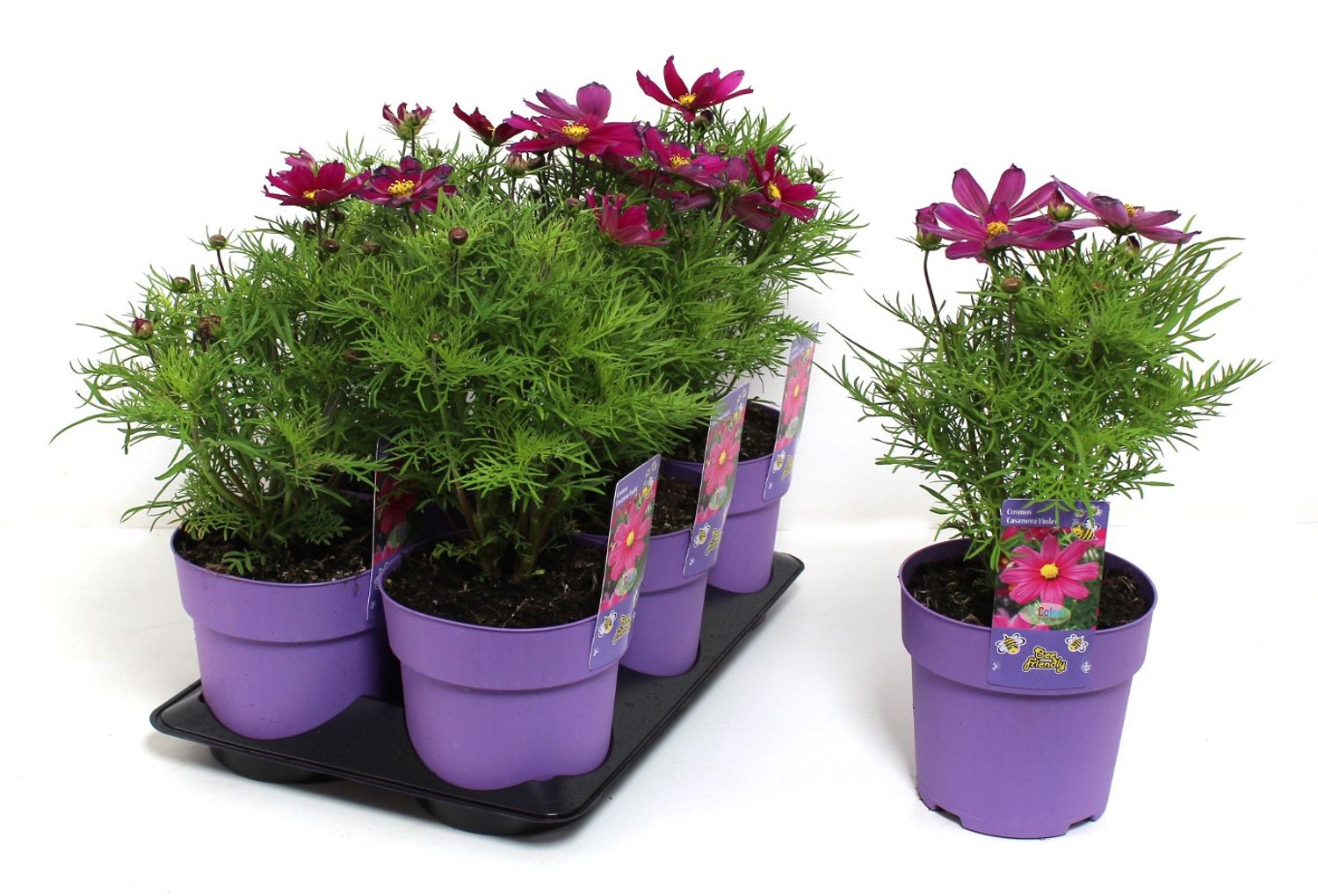Cosmos bipinnatus 'Casanova Violet' — Plant Wholesale FlorAccess