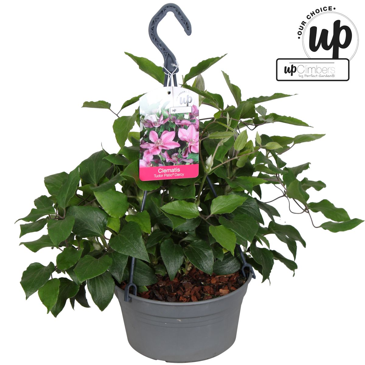 Clematis DARCY — Plant Wholesale FlorAccess