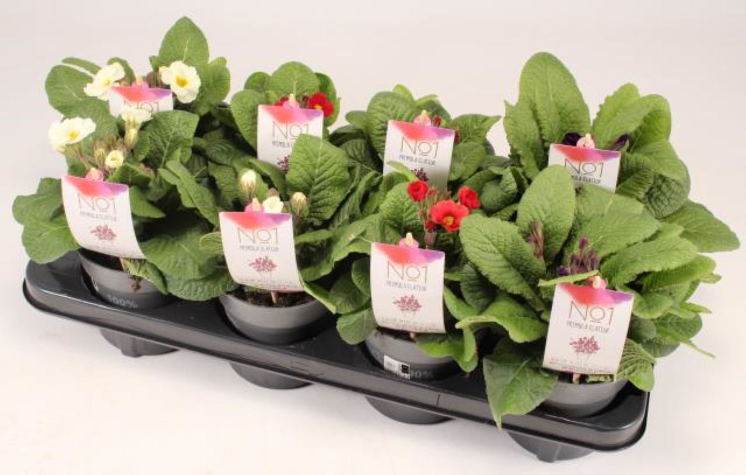 Primula STELLA MIX — Рослини оптом FlorAccess