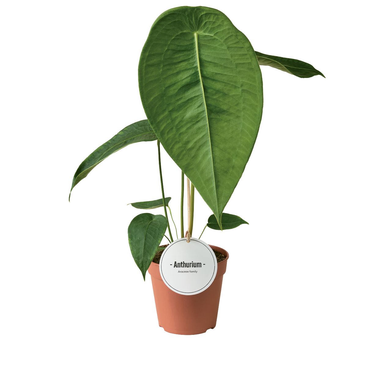 Anthurium peltigerum — Plant Wholesale FlorAccess