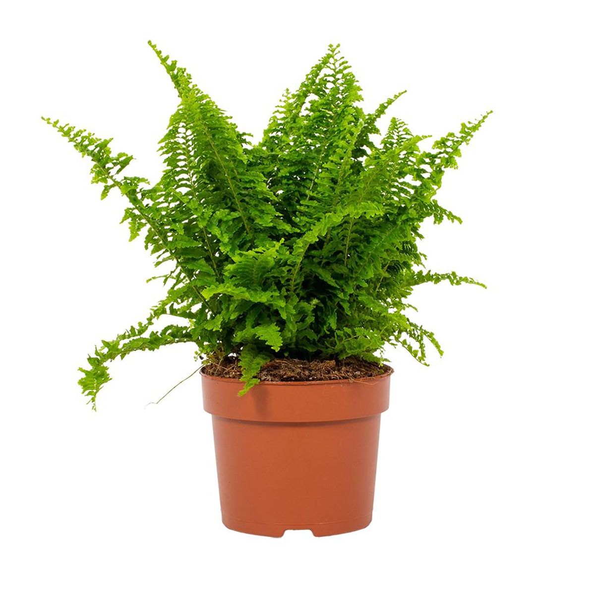 Nephrolepis exaltata 'Vitale' — Plant Wholesale FlorAccess