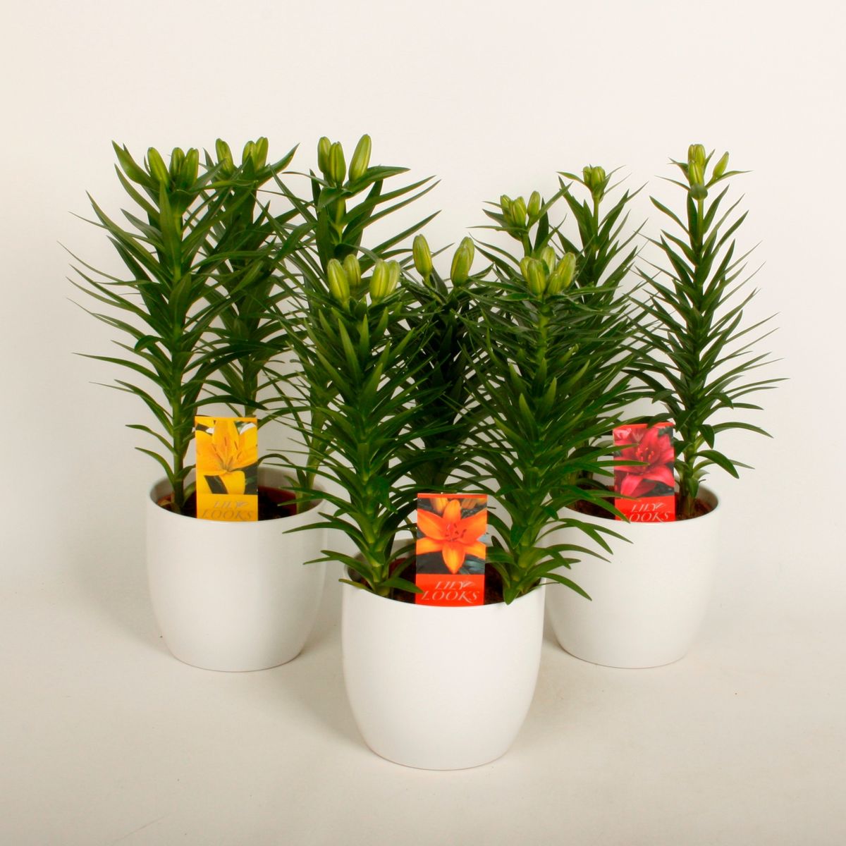 Lilium MIX FlorAccess Lilium MIX FlorAccess