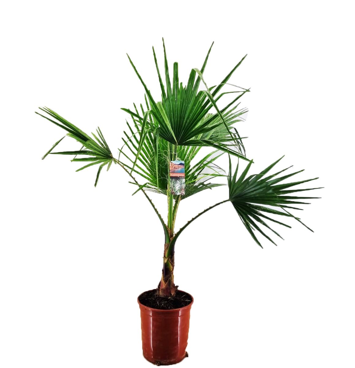 Washingtonia robusta — Plant Wholesale FlorAccess