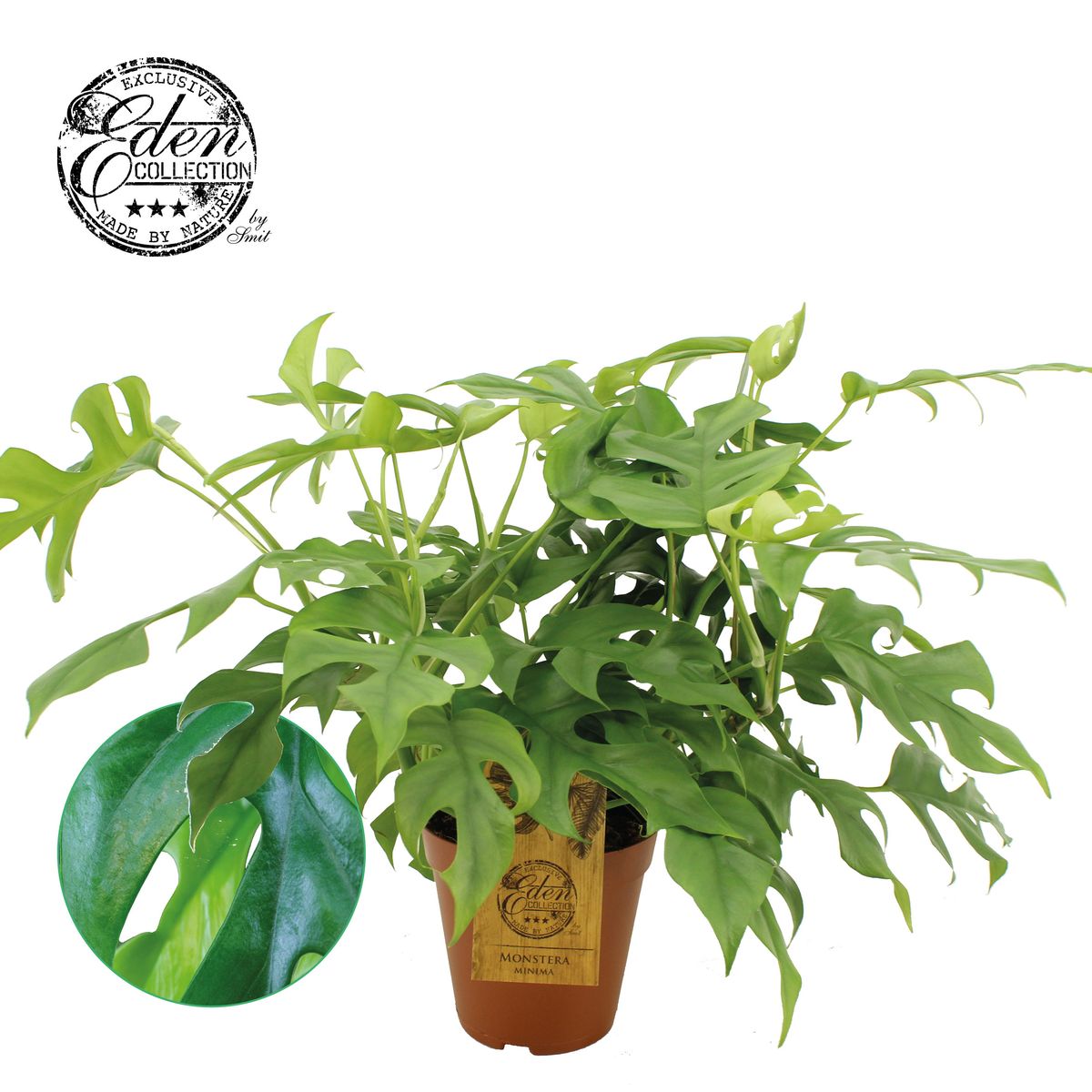 Monstera minima — Plant Wholesale FlorAccess