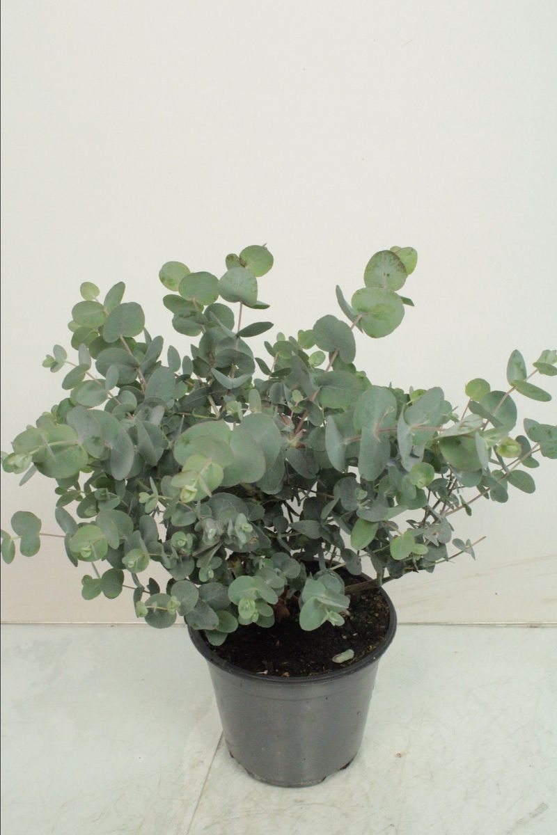 Eucalyptus Cinerea En Pot