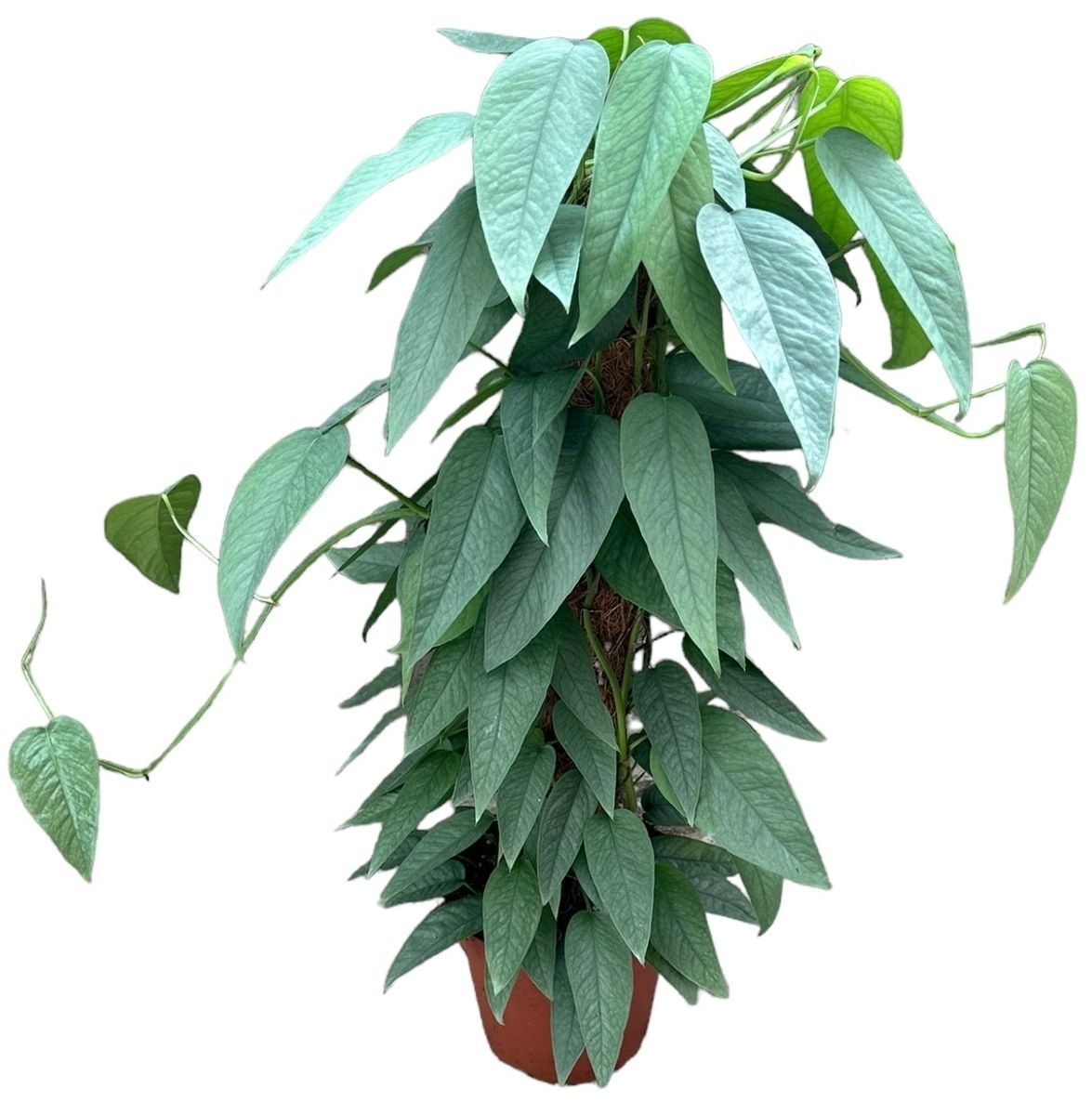 Epipremnum pinnatum 'Cebu Blue' — Рослини оптом FlorAccess