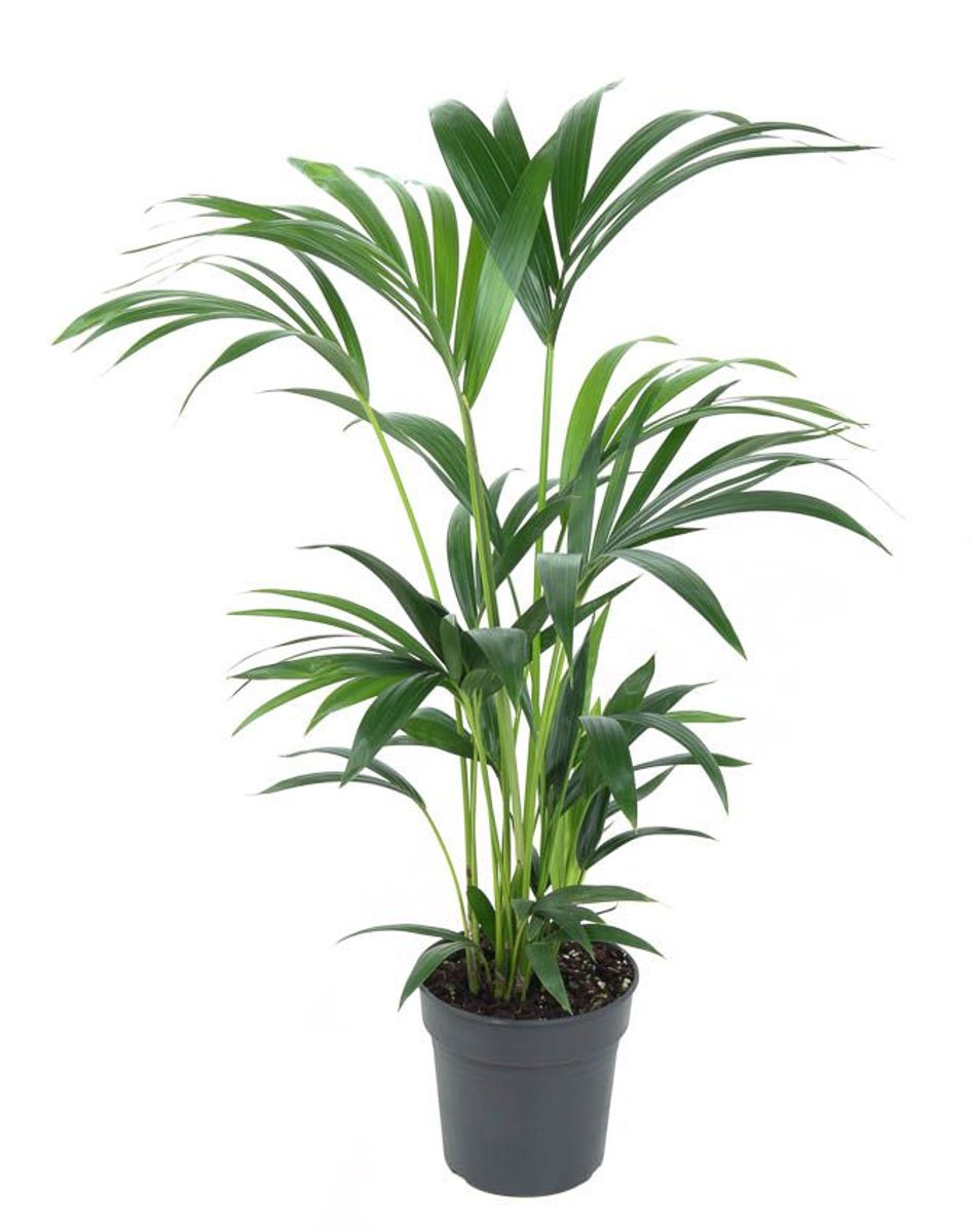 Howea forsteriana — Plant Wholesale FlorAccess
