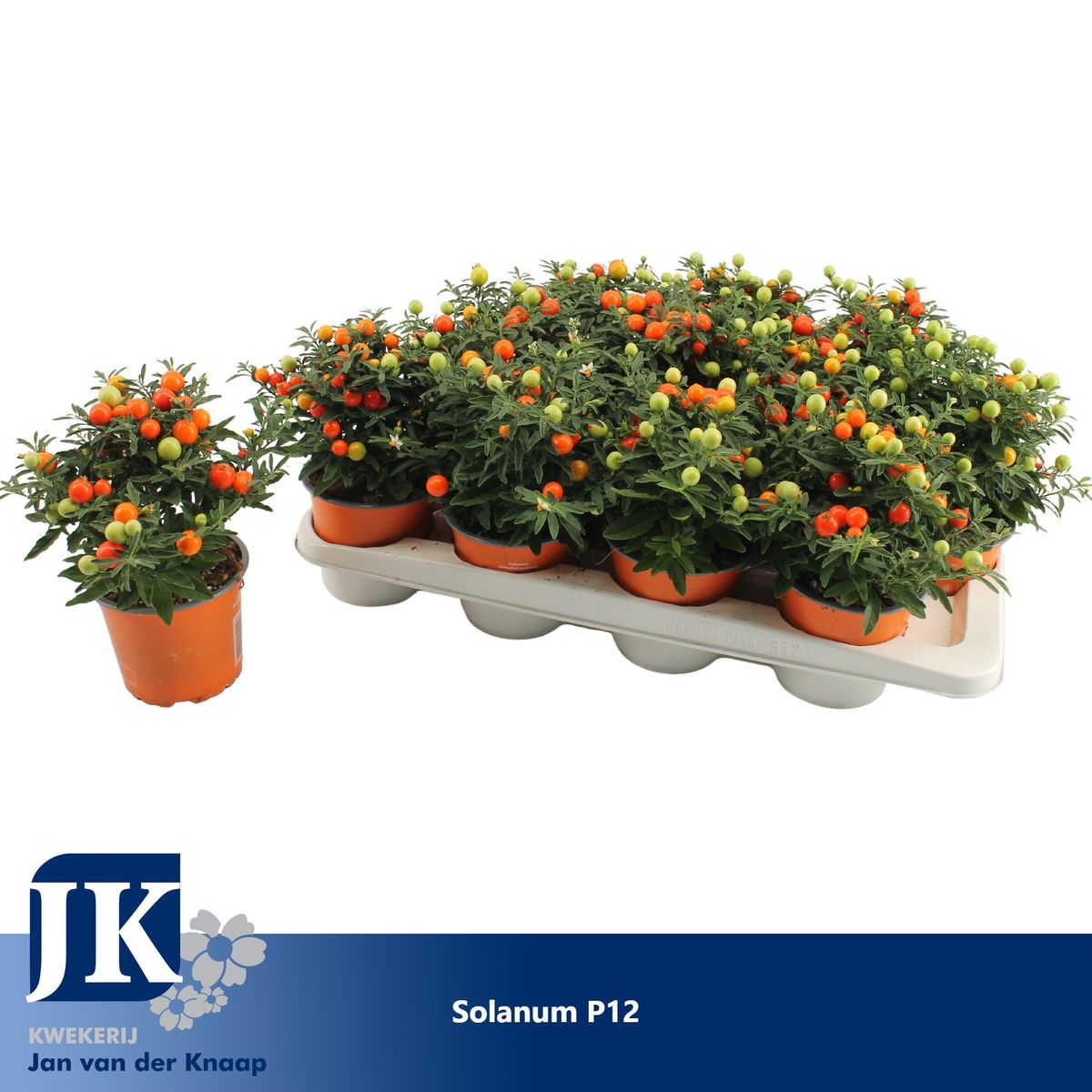 Solanum pseudocapsicum 'Jupiter' — Plant Wholesale FlorAccess