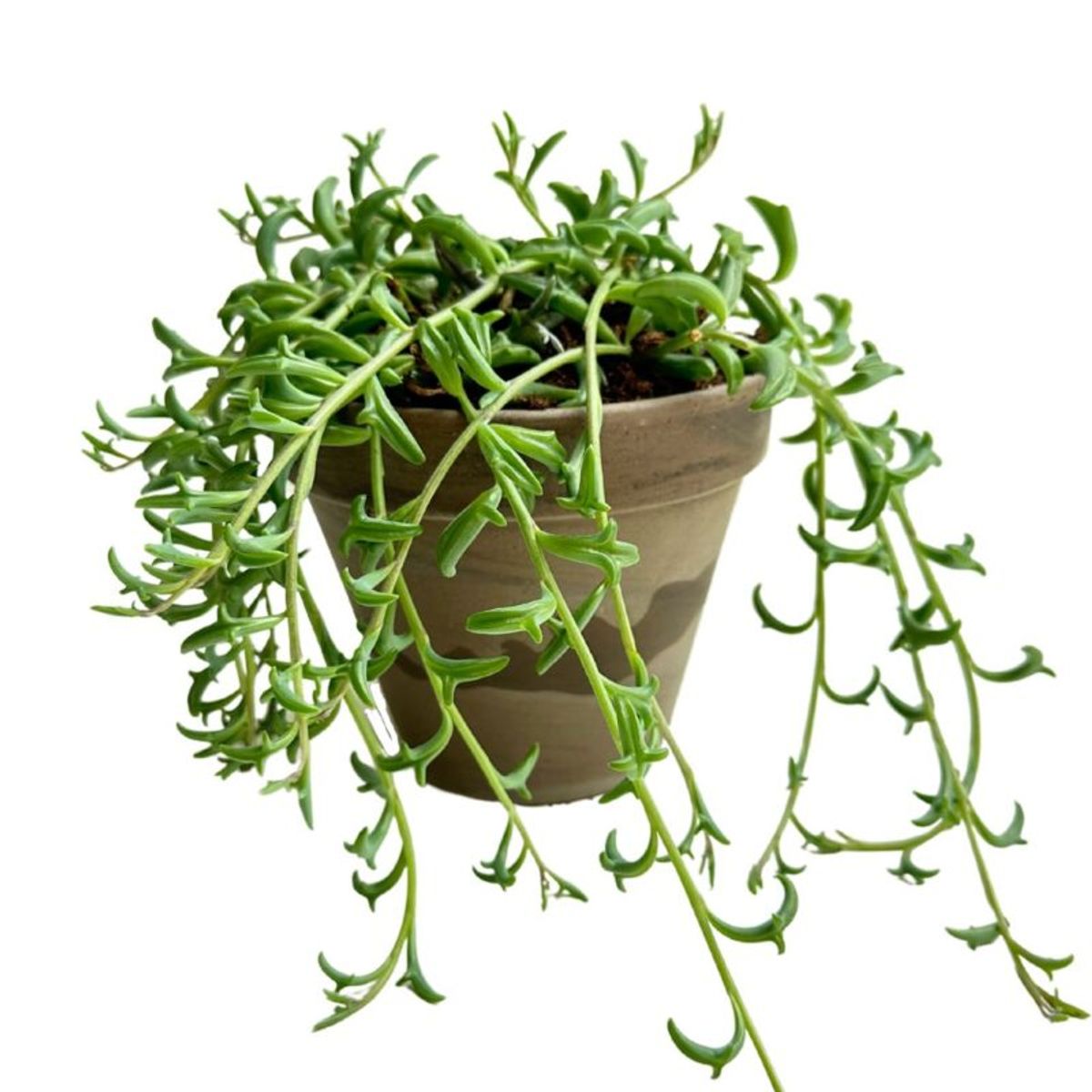 Senecio peregrinus — Plant Wholesale FlorAccess