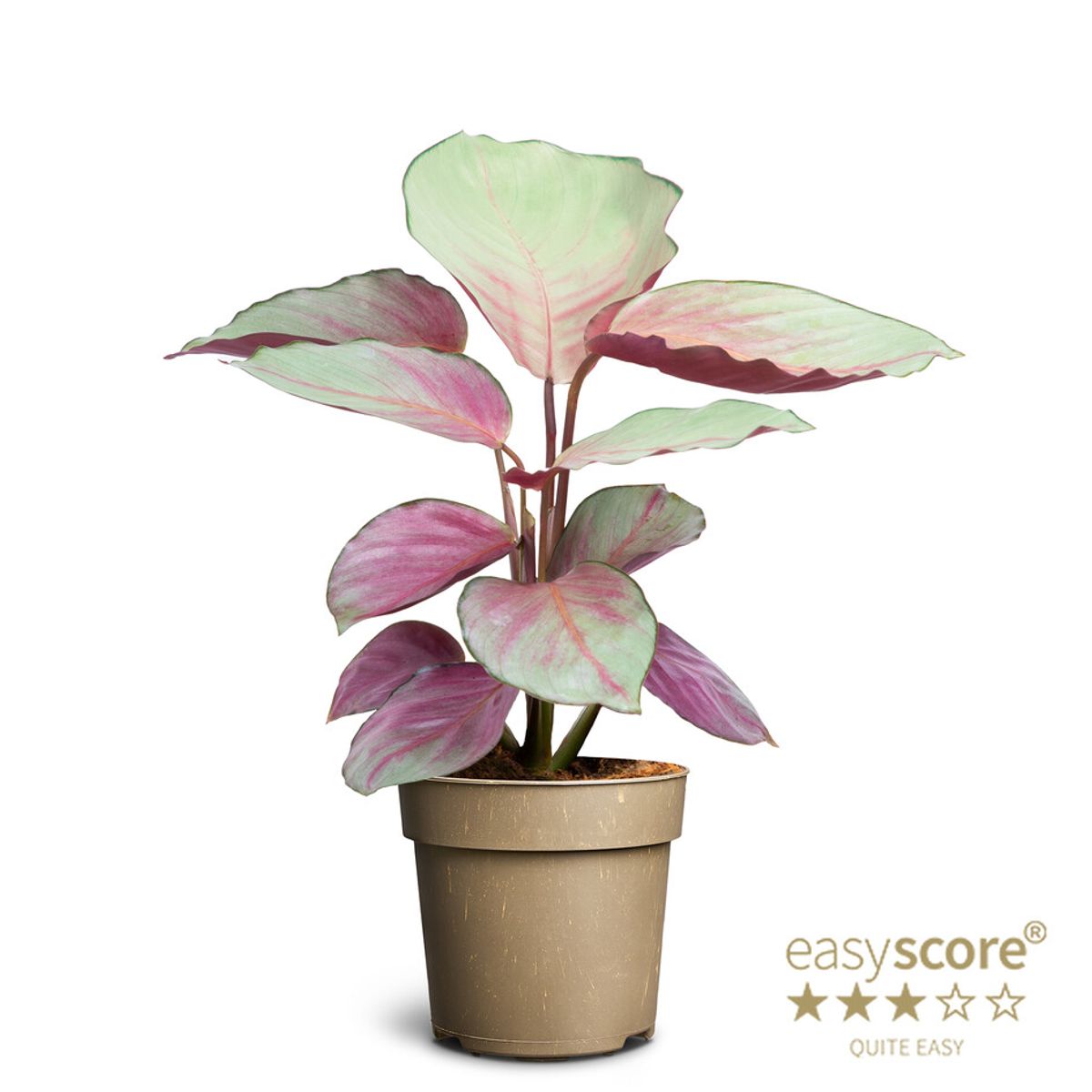 Calathea 'Silver Plate' — Plant Wholesale FlorAccess