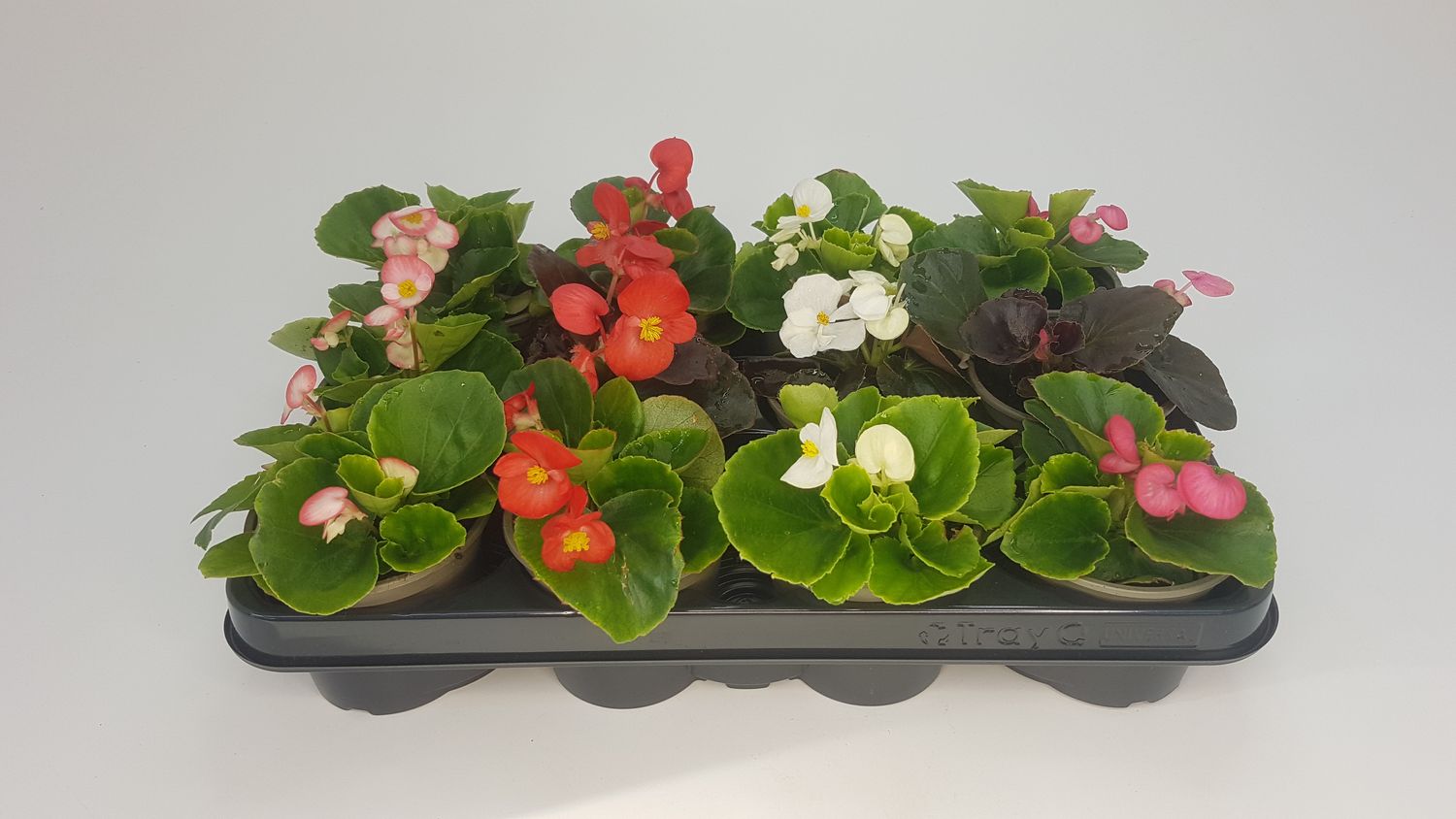 Begonia SEMPERFLORENS MIX — Plant Wholesale FlorAccess