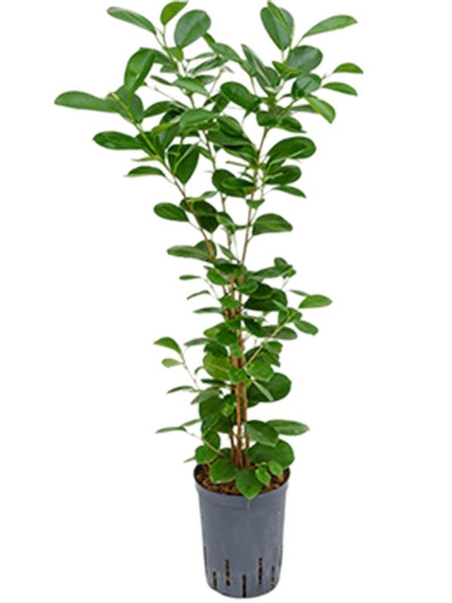 Ficus microcarpa 'Moclame' — Plant Wholesale FlorAccess