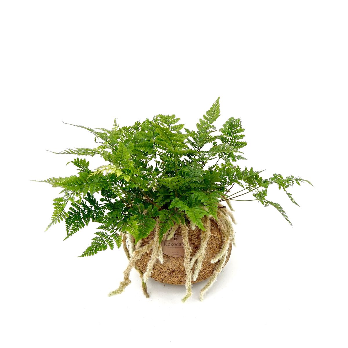 Humata tyermannii — Vendita all'ingrosso piante FlorAccess