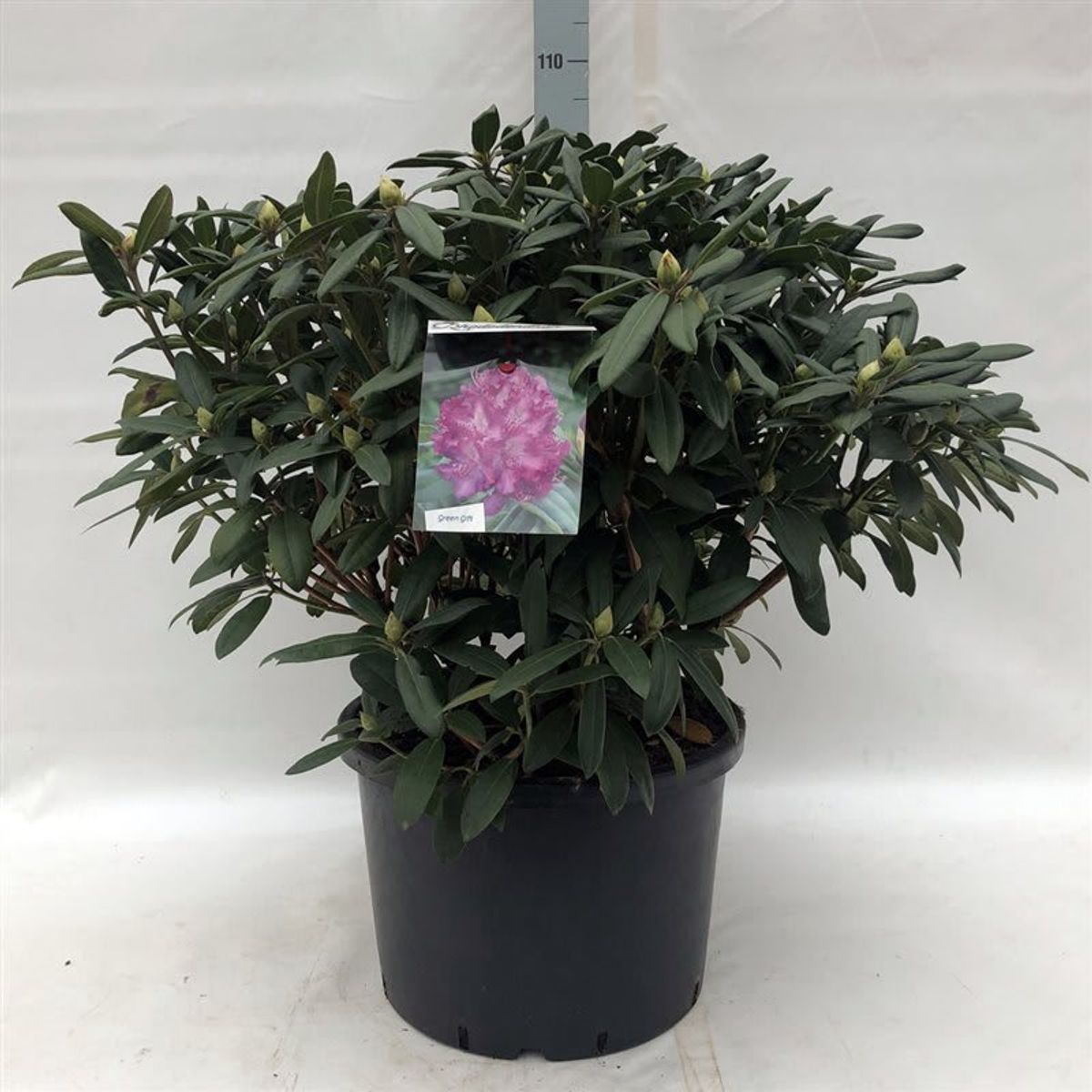 Rhododendron 'Alfred' — Plant Wholesale FlorAccess