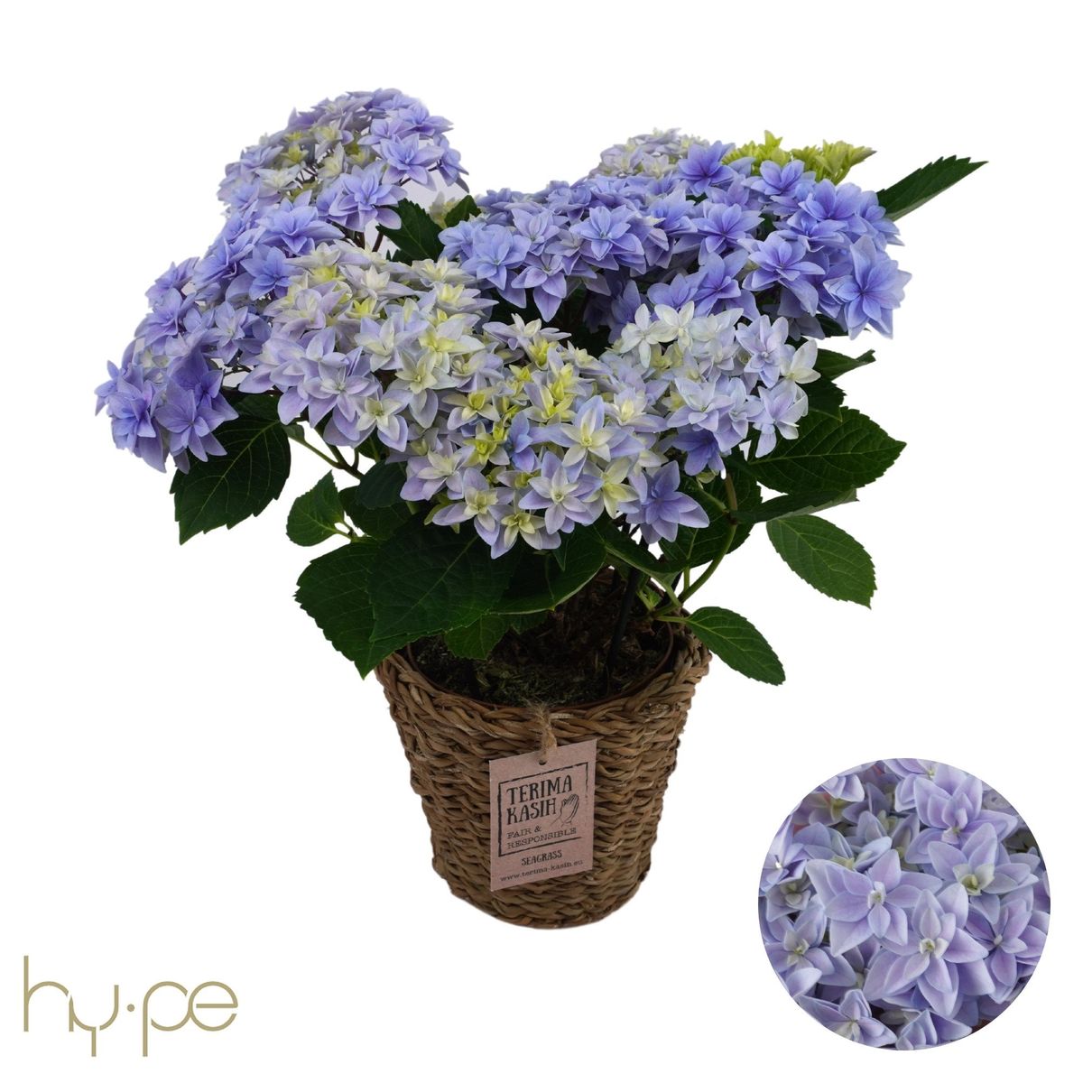 Hydrangea macrophylla 'Double Dutch Blue' — Plant Wholesale FlorAccess
