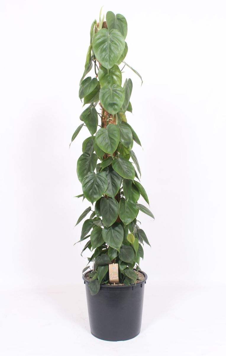 Philodendron scandens — Plant Wholesale FlorAccess