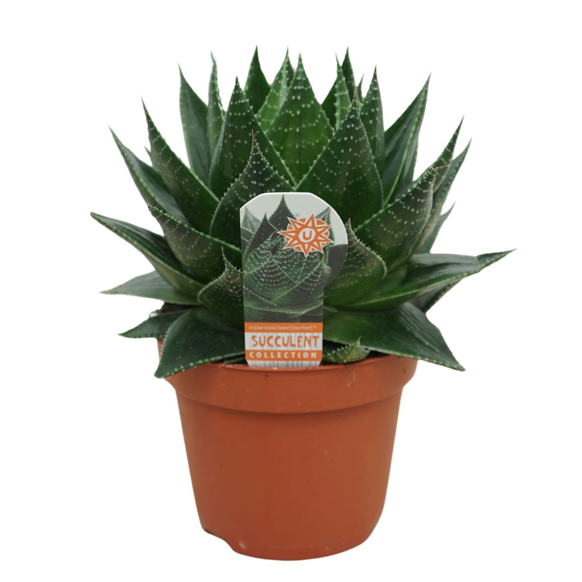 Aloe 'Cosmo' — Plant Wholesale FlorAccess