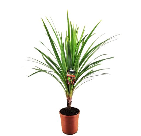 Cordyline indivisa — Plant Wholesale FlorAccess