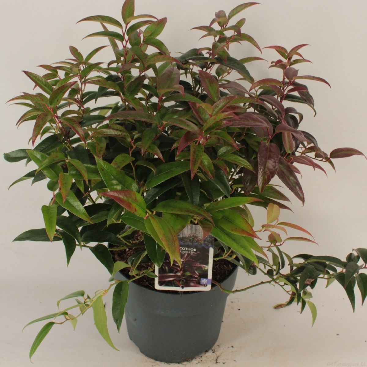 Leucothoe CARINELLA — Plant Wholesale FlorAccess