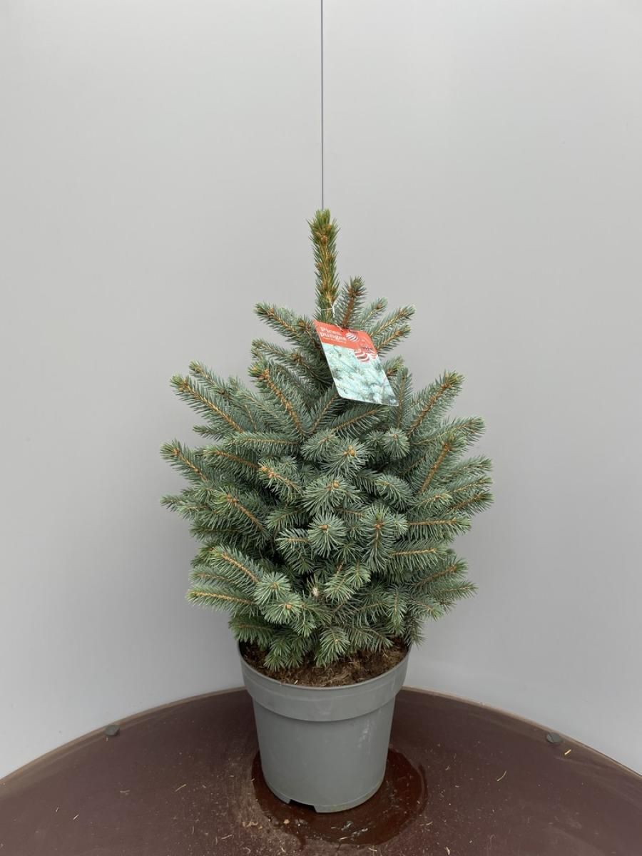 Picea pungens SUPER BLUE SEEDLING — Plant Wholesale FlorAccess