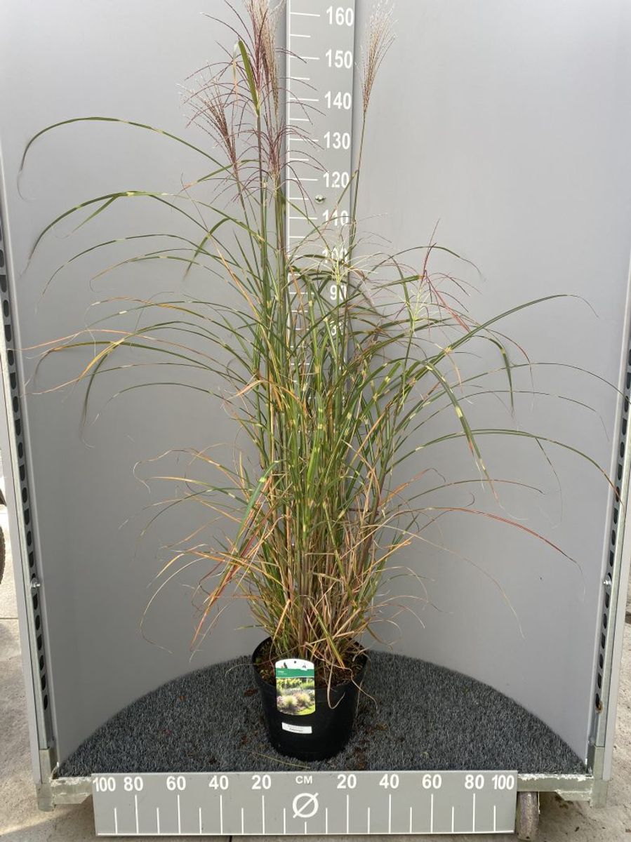 Miscanthus sinensis 'Zebrinus' — Plant Wholesale FlorAccess