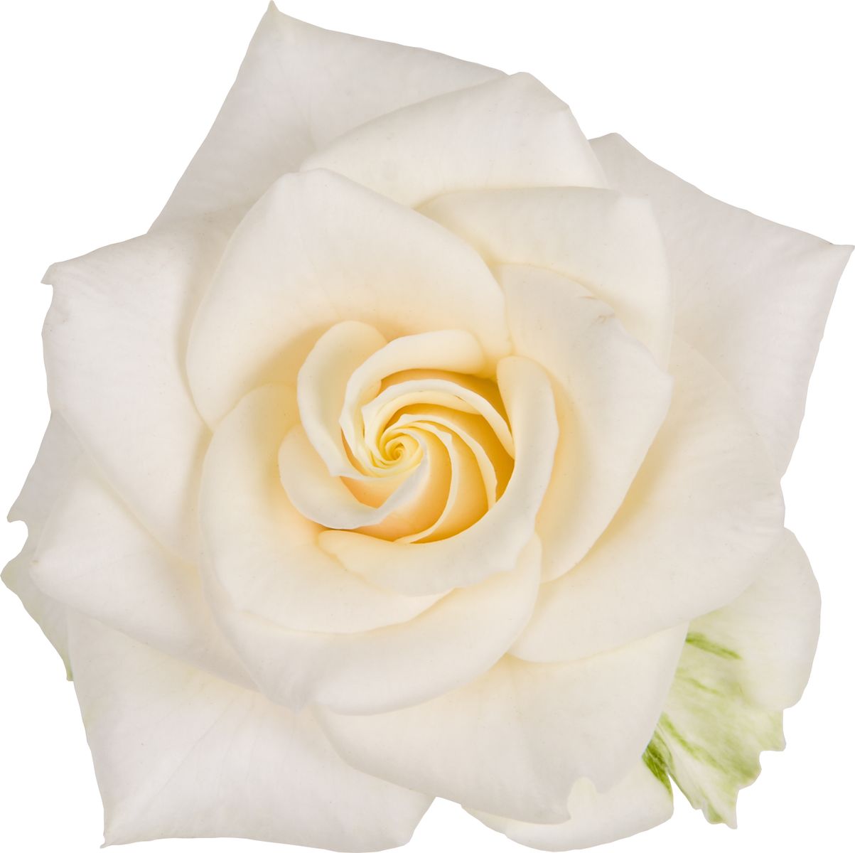 Rosa VICTORY — Plant Wholesale FlorAccess