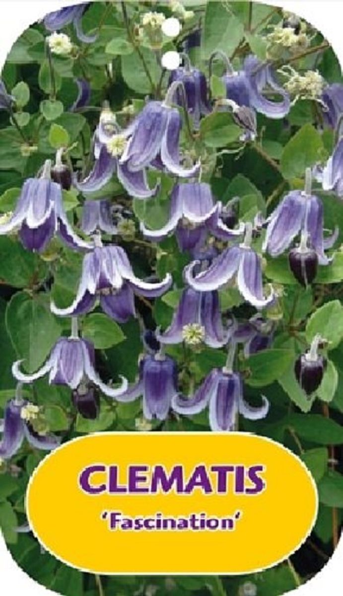 Clematis 'Fascination' (D) — Plant Wholesale FlorAccess
