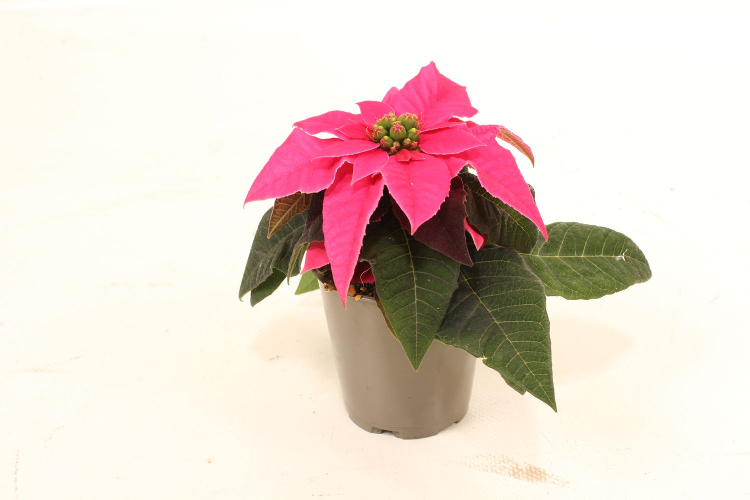Euphorbia pulcherrima PRINCETTIA DARK PINK — Plant Wholesale FlorAccess