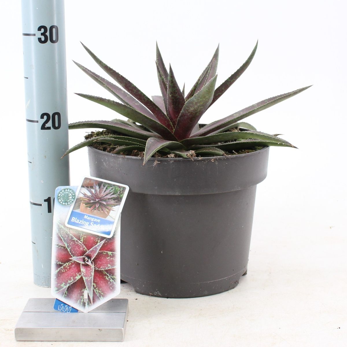 x Mangave 'Blazing Saddles' — Plant Wholesale FlorAccess