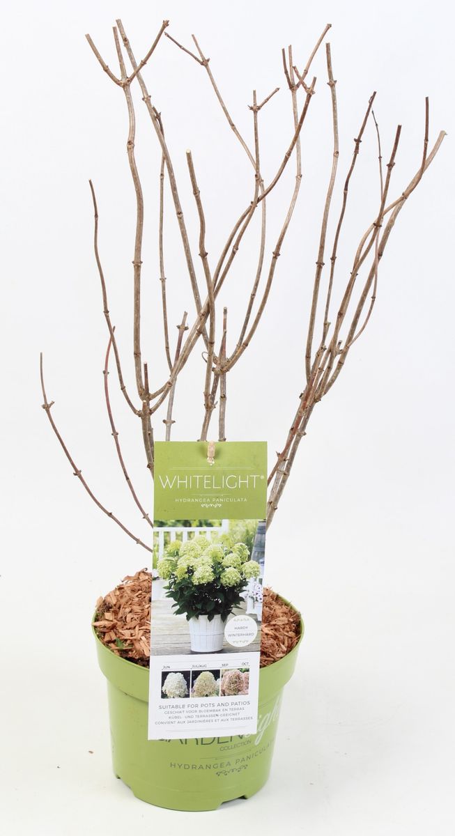 Hydrangea paniculata GARDENLIGHTS WHITELIGHT — Plant Wholesale FlorAccess