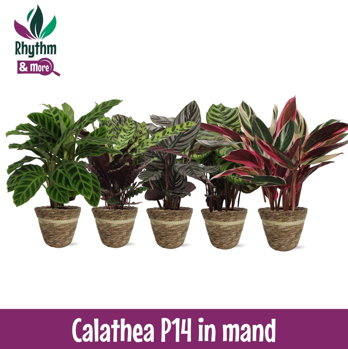 Calathea MIX — Plant Wholesale FlorAccess