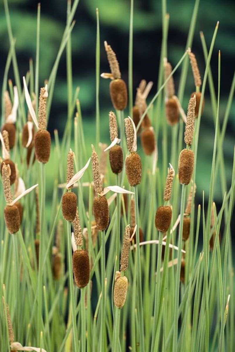 Typha minima — Plant Wholesale FlorAccess