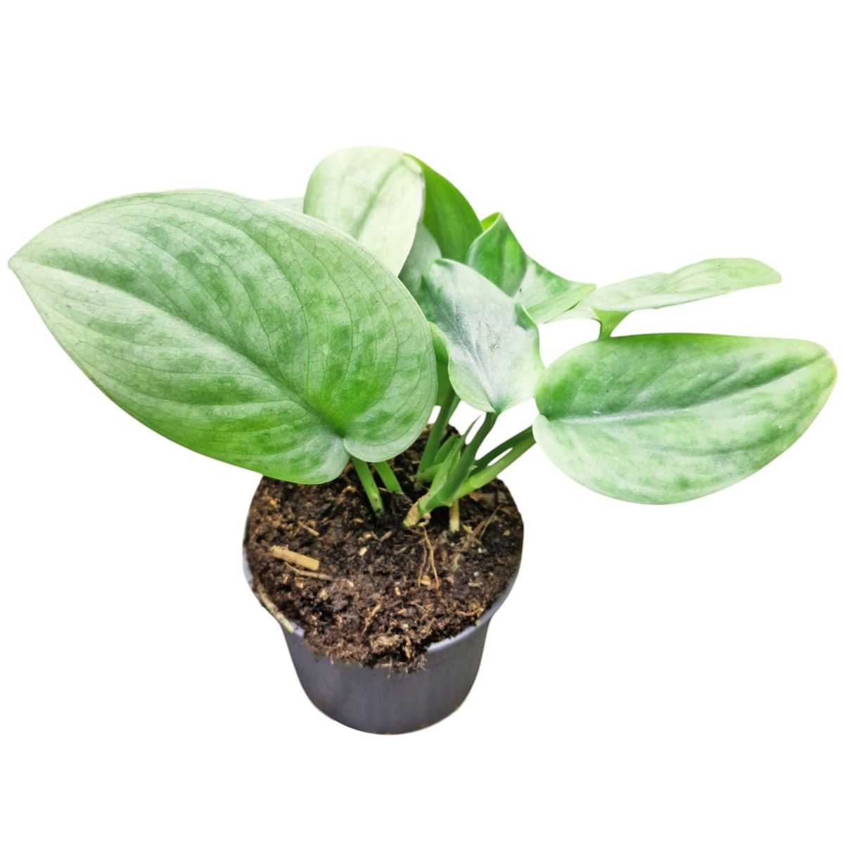 Scindapsus 'Silver Tattoo' — Plant Wholesale FlorAccess