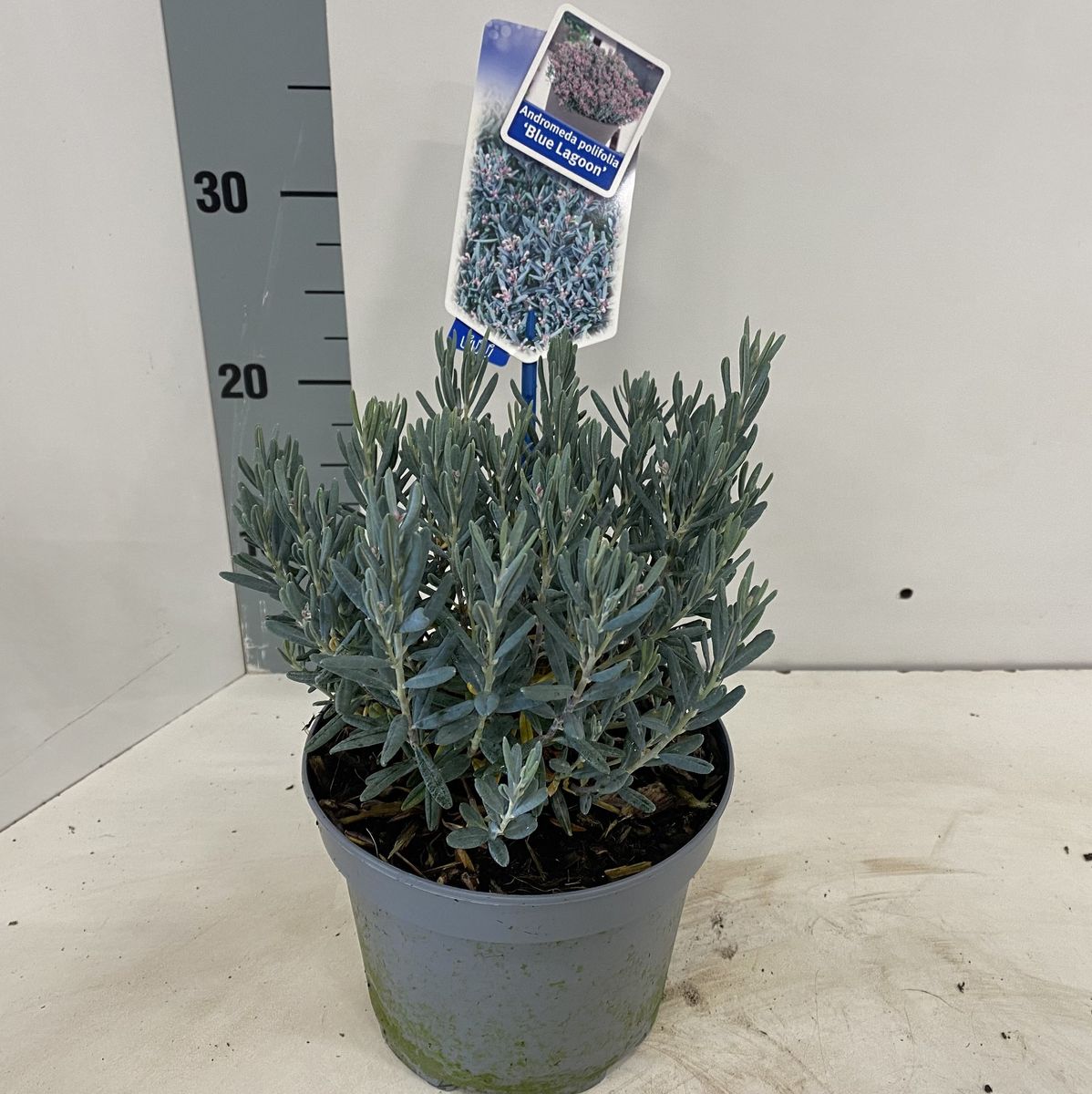 Andromeda polifolia 'Blue Lagoon' — Plant Wholesale FlorAccess