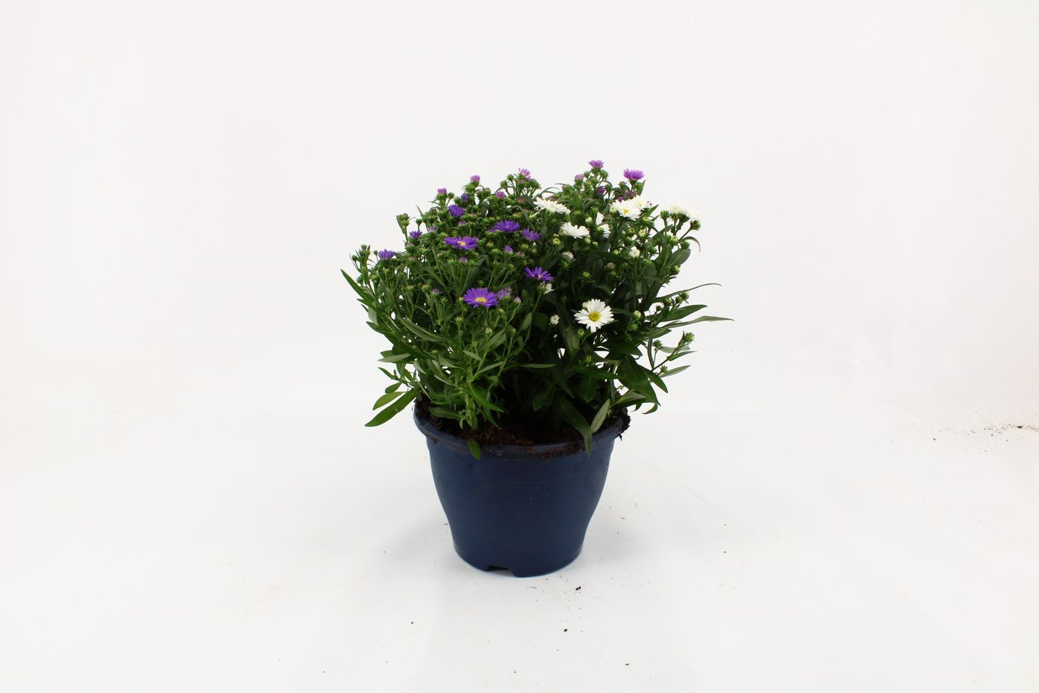 Aster MAGIC MIX IN POT — Plant Wholesale FlorAccess