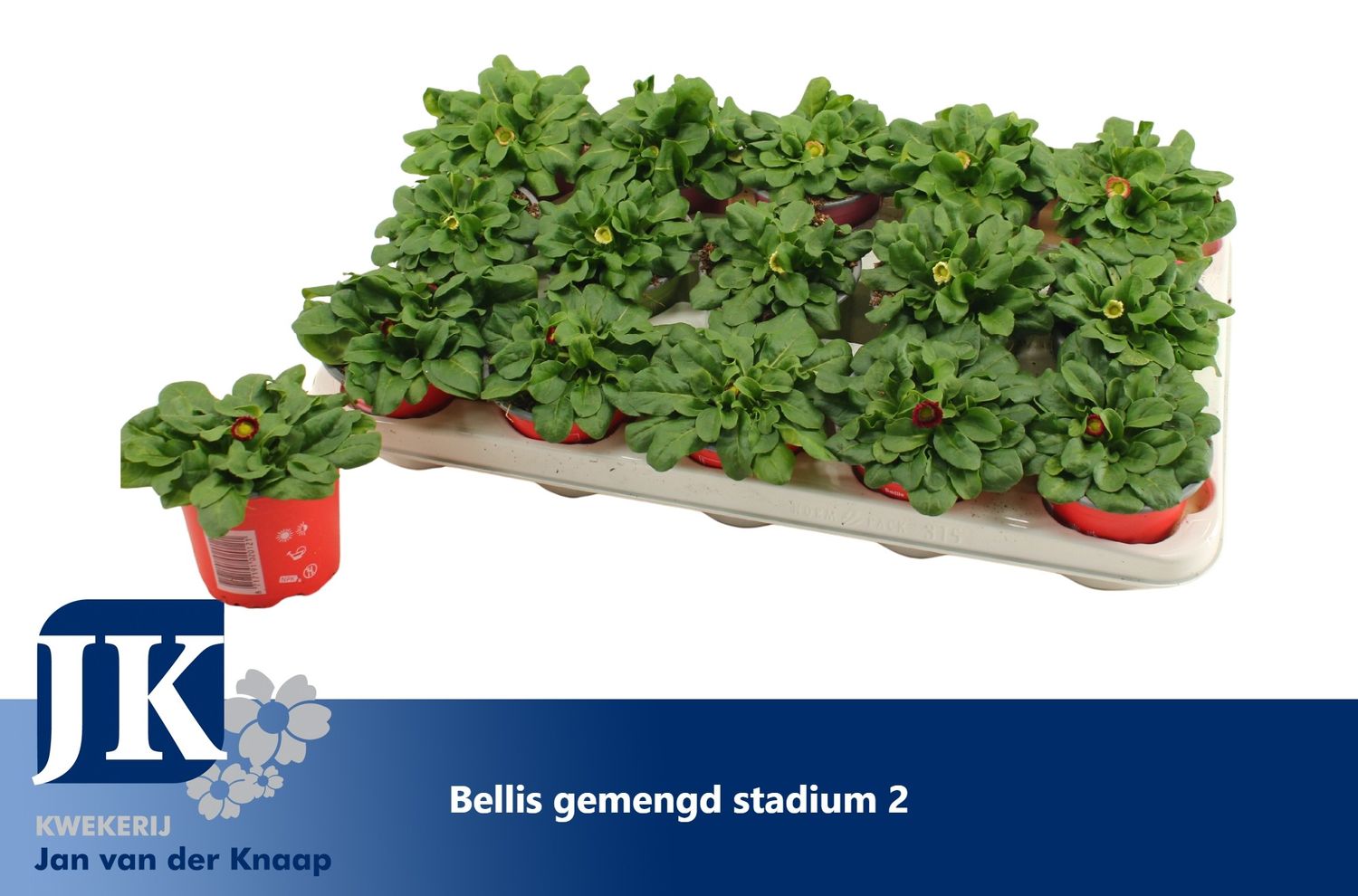 Bellis MIX — Plant Wholesale FlorAccess